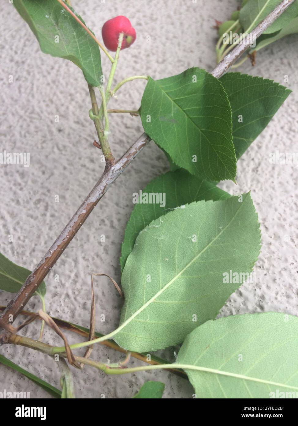 Running Serviceberry (Amelanchier stolonifera Stock Photo - Alamy