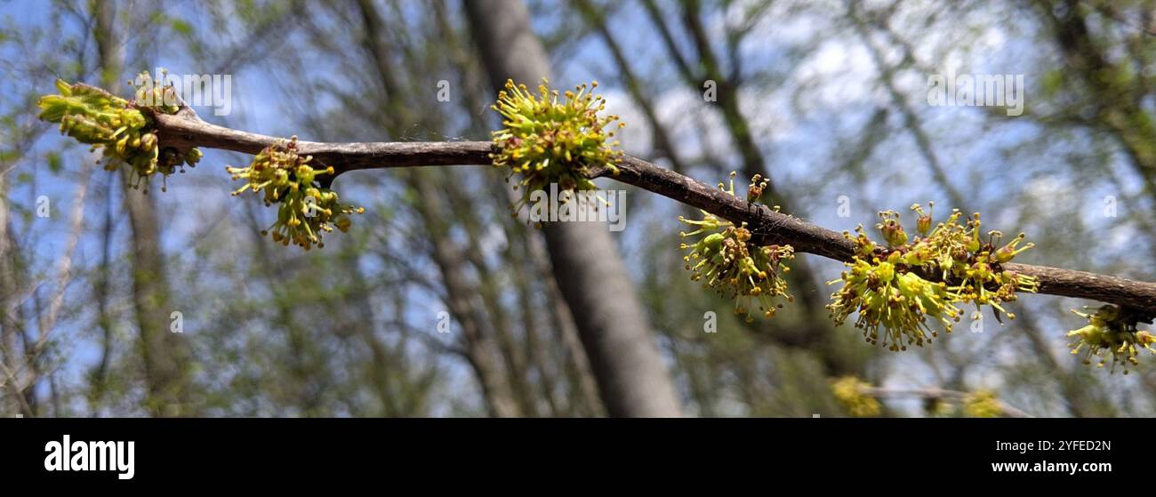 common prickly ash (Zanthoxylum americanum Stock Photo - Alamy