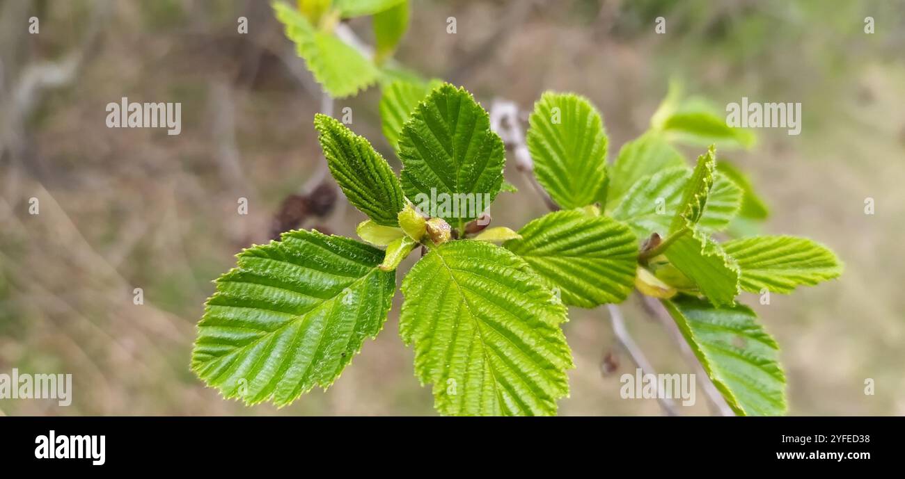 grey alder (Alnus incana Stock Photo - Alamy