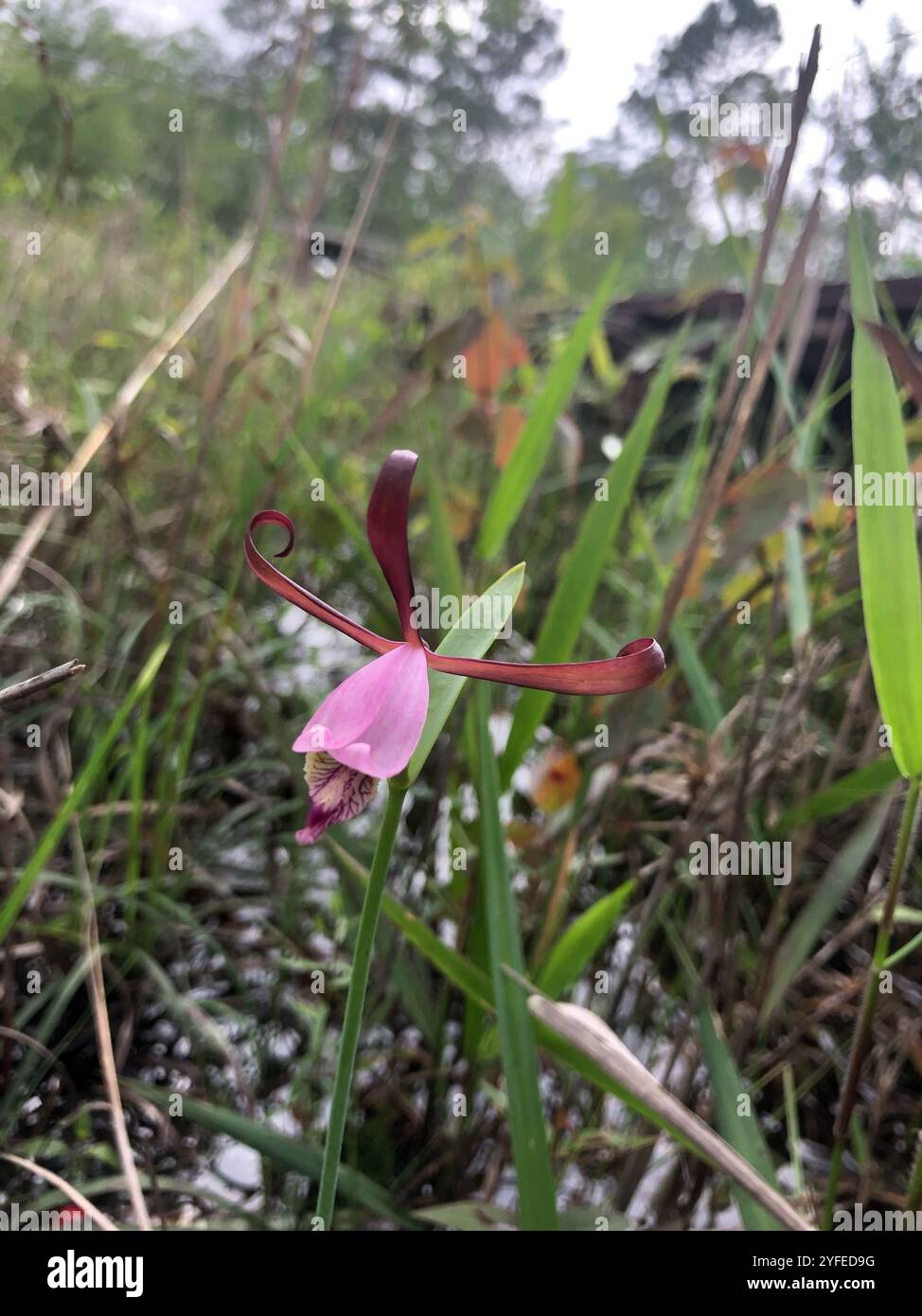 Small Coastal Plain Spreading Pogonia (Cleistesiopsis oricamporum Stock ...