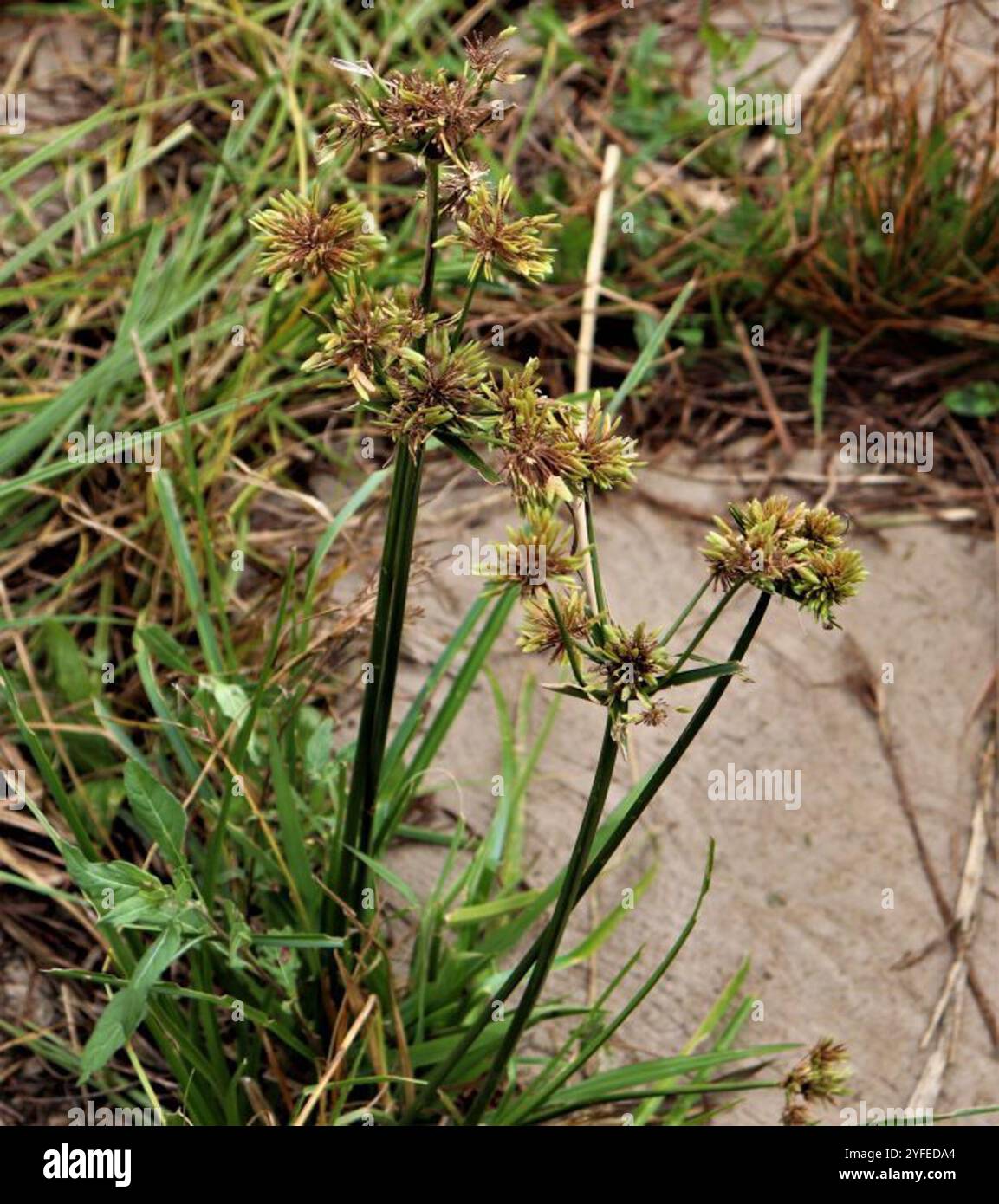tall flatsedge (Cyperus eragrostis Stock Photo - Alamy