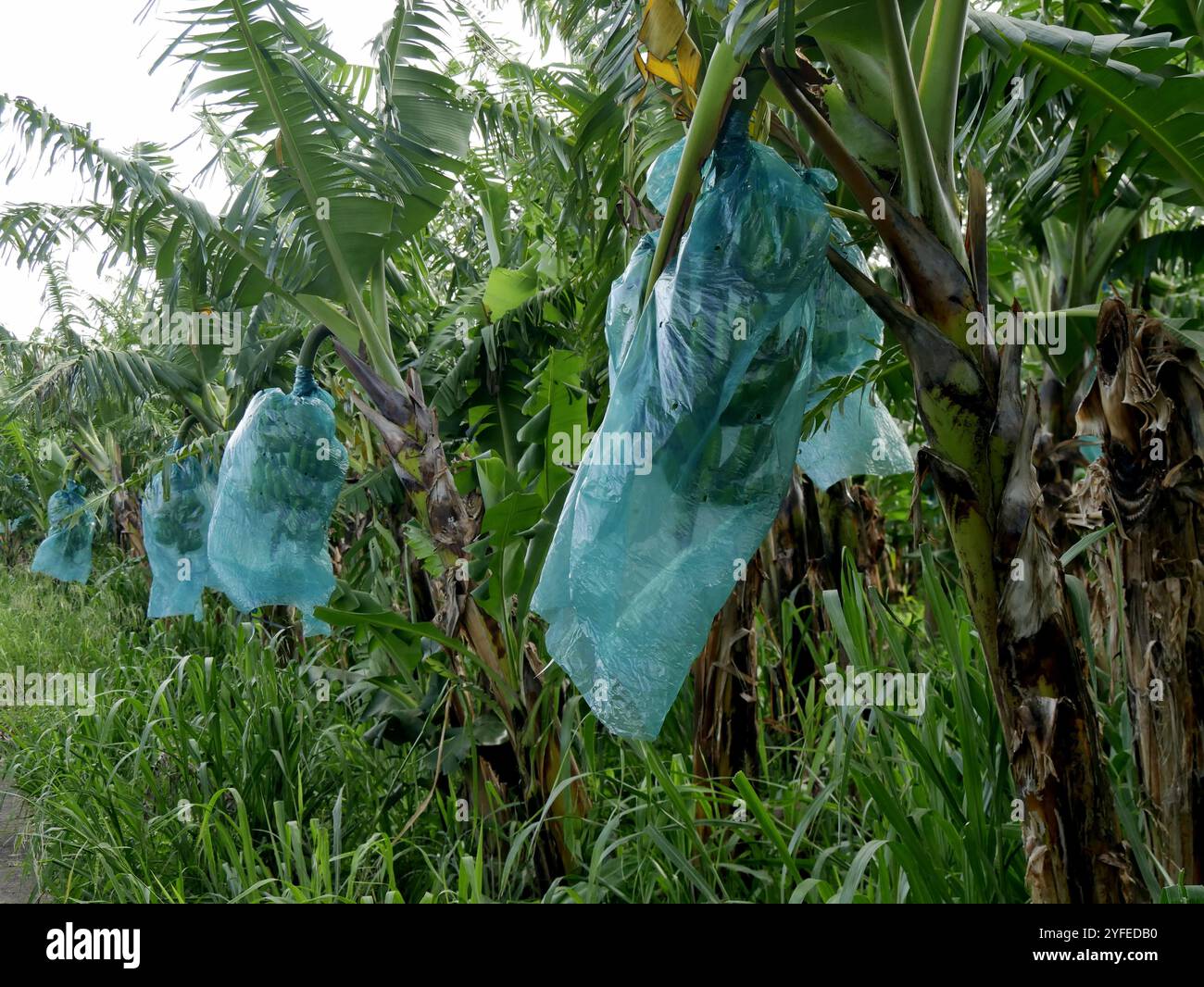 Bagging plant hi-res stock photography and images - Alamy