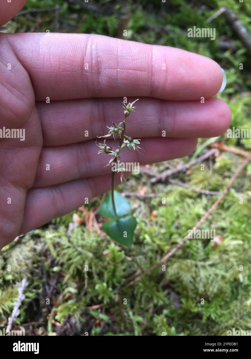 Heartleaf Twayblade (Neottia cordata Stock Photo - Alamy