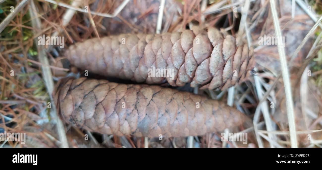 Siberian spruce (Picea obovata Stock Photo - Alamy