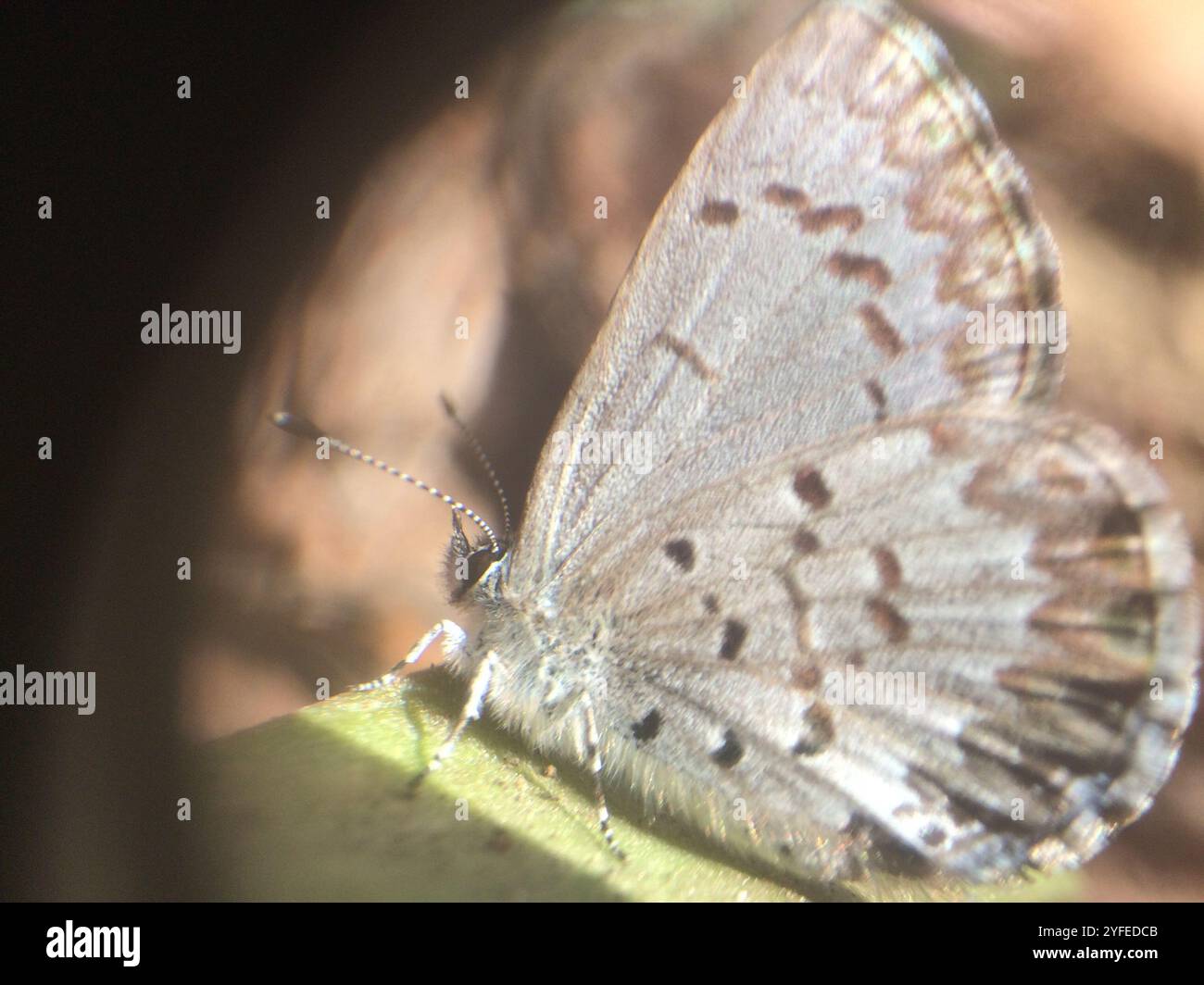 Northern Azure (Celastrina lucia Stock Photo - Alamy