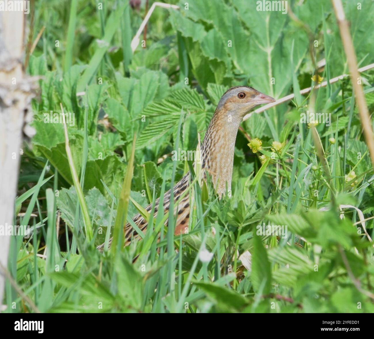 Corn Crake (Crex crex Stock Photo - Alamy