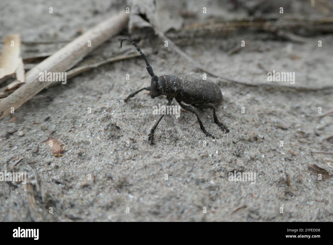 Weaver beetle (Lamia textor Stock Photo - Alamy