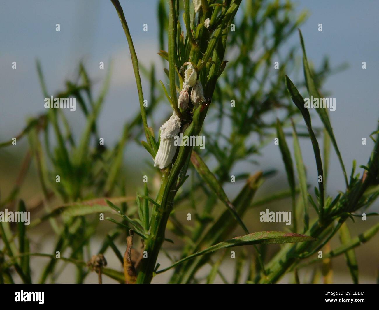 Cottony cushion scale (Icerya purchasi Stock Photo - Alamy