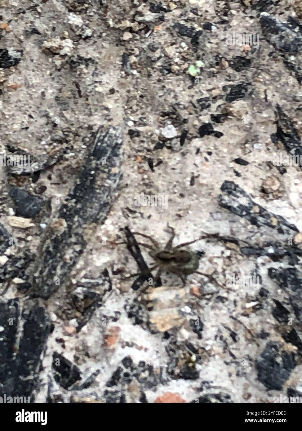 Wolf Spiders and Allies (Lycosoidea Stock Photo - Alamy