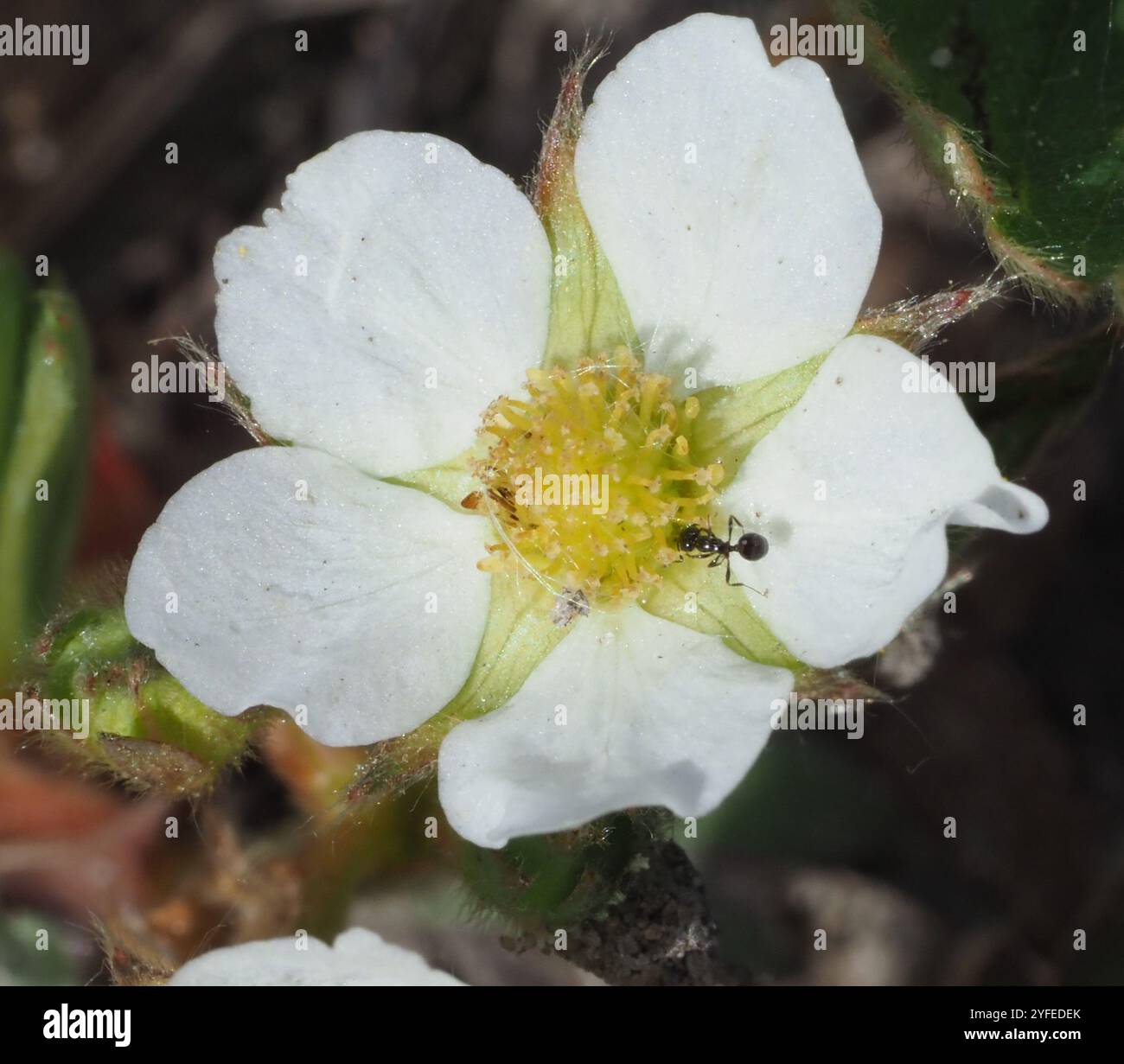 Common Trailing Ant (Monomorium minimum Stock Photo - Alamy