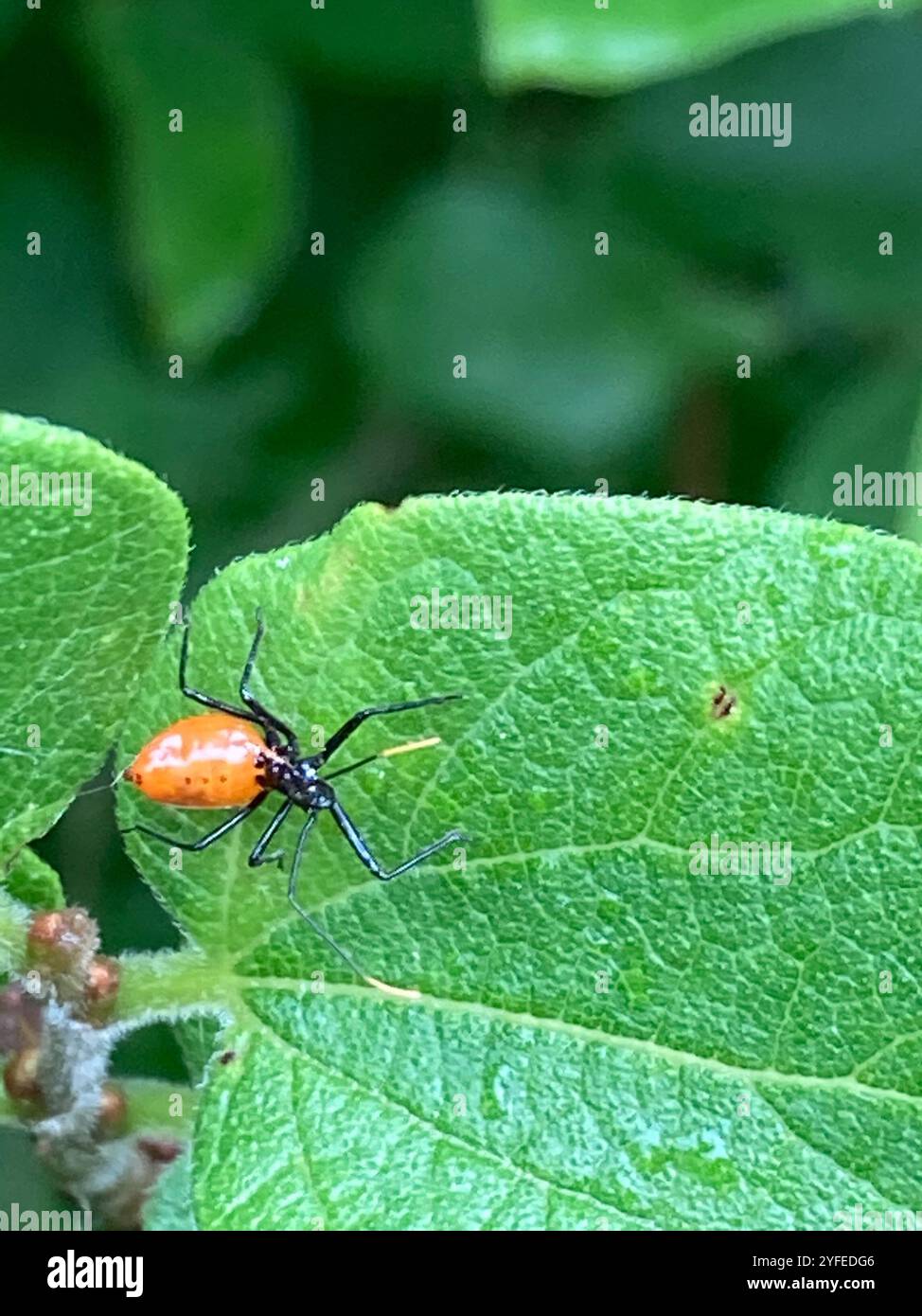North American Wheel Bug (Arilus cristatus Stock Photo - Alamy