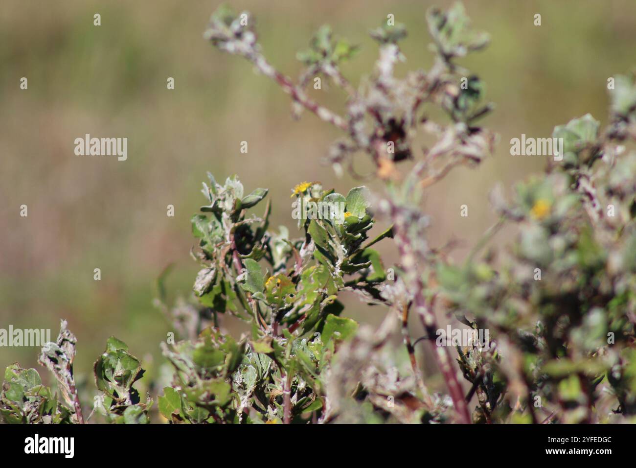 Bietou (Osteospermum moniliferum Stock Photo - Alamy