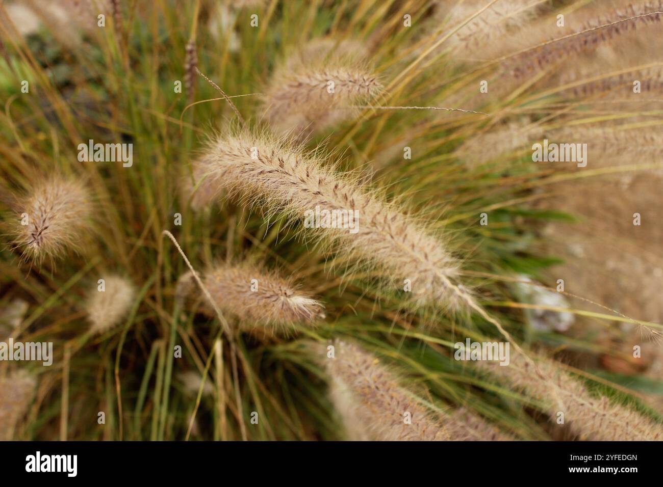 Fountain Grass (Cenchrus setaceus Stock Photo - Alamy