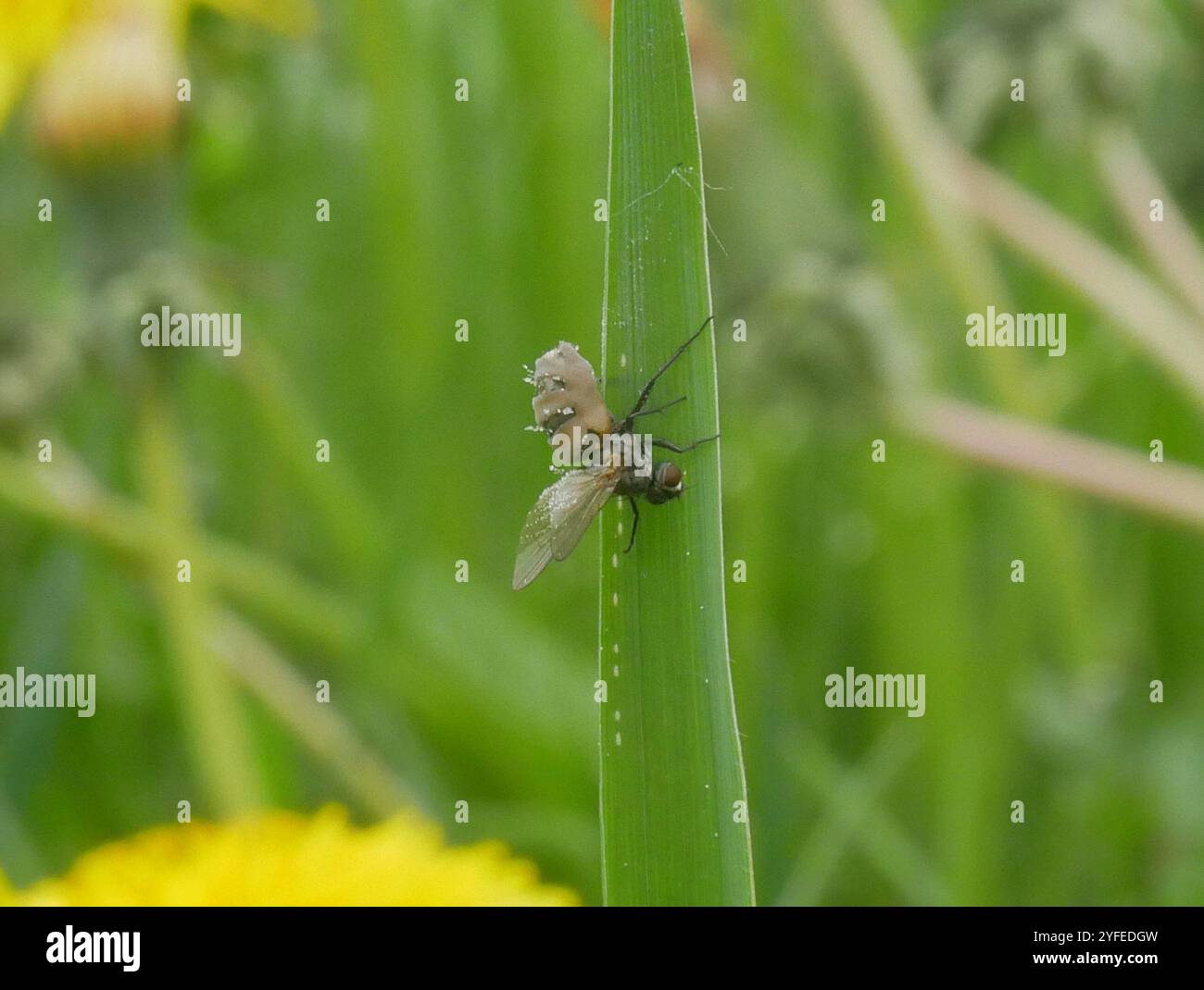 Fly Death Fungi (Entomophthora muscae Stock Photo - Alamy