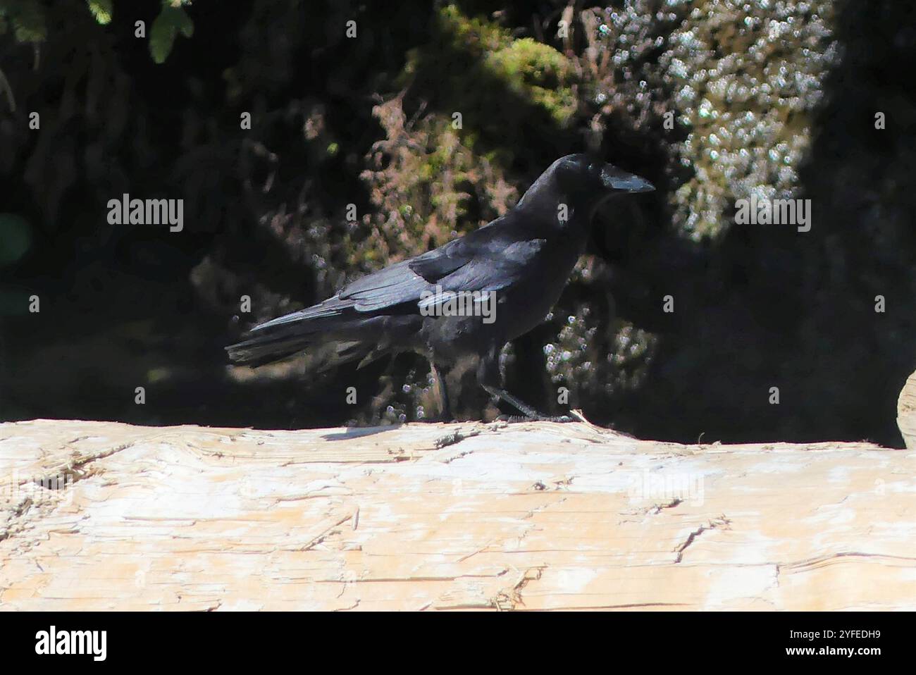 American Crow (Corvus brachyrhynchos Stock Photo - Alamy