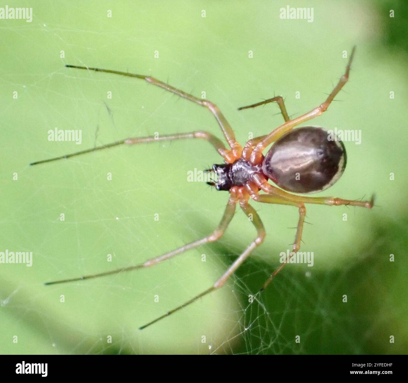 Sheetweb and Dwarf Weavers (Linyphiidae Stock Photo - Alamy