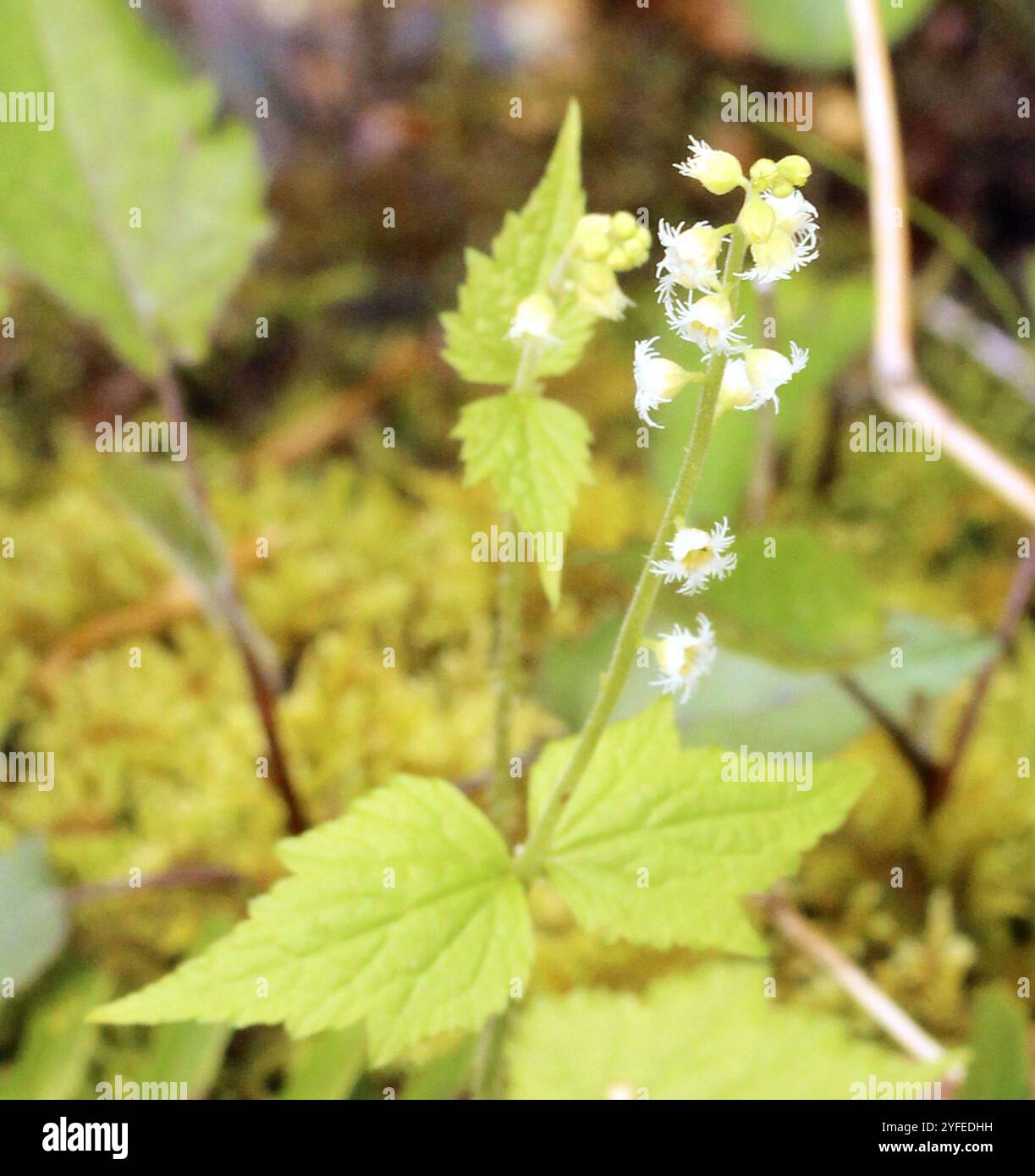 twoleaf miterwort (Mitella diphylla Stock Photo - Alamy