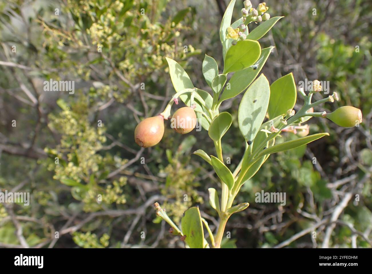 Cape Sumach (Colpoon compressum Stock Photo - Alamy
