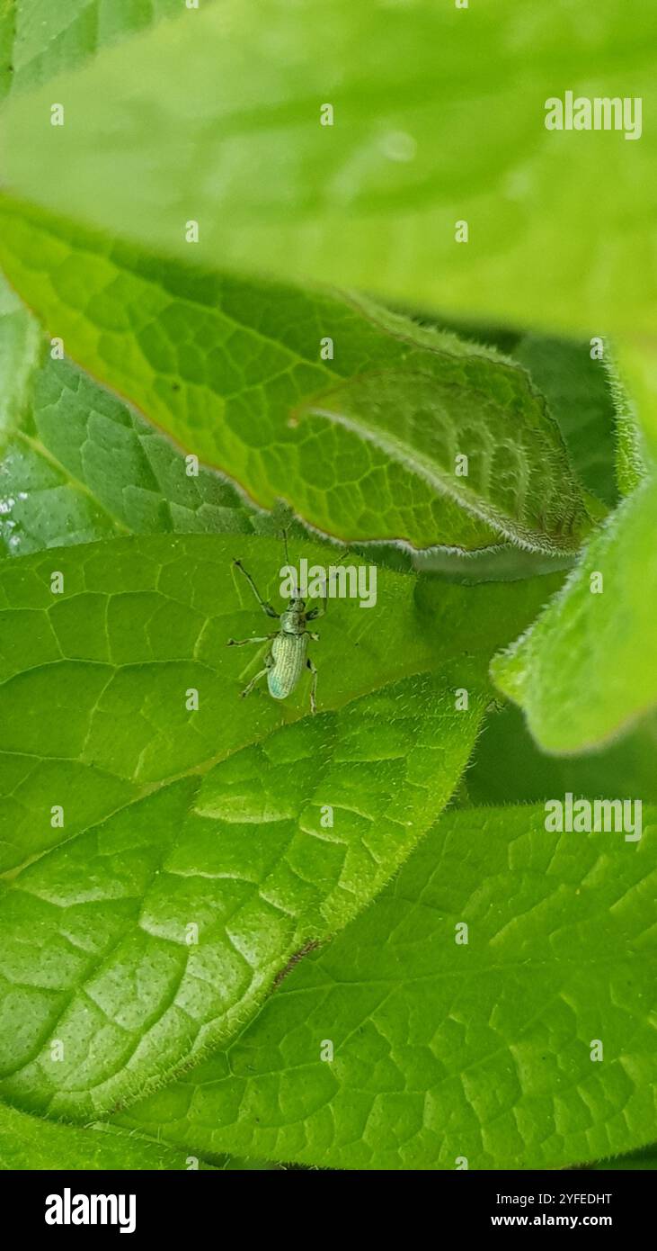 Nettle weevil (Phyllobius pomaceus Stock Photo - Alamy