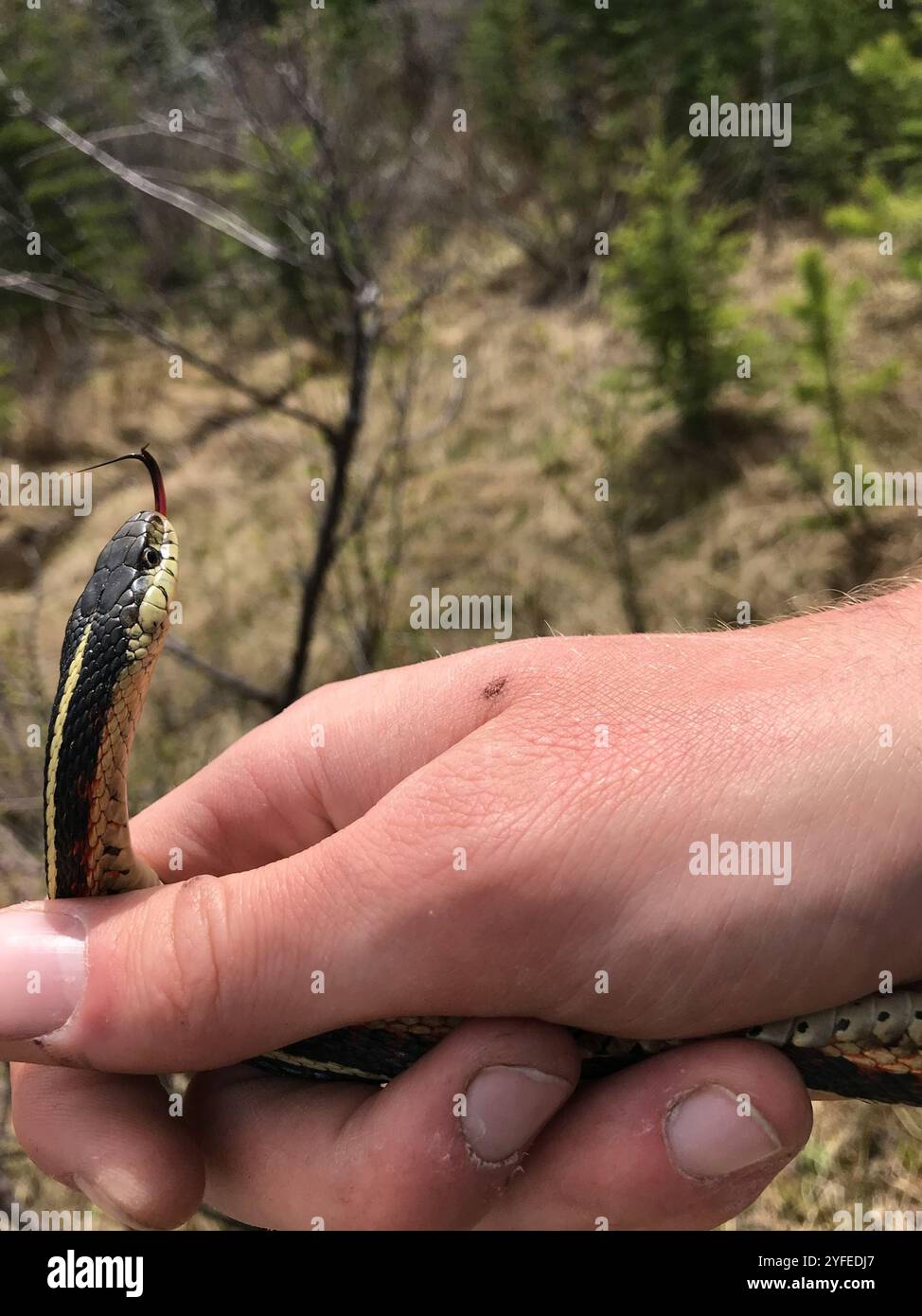 Red-sided Garter Snake (Thamnophis sirtalis parietalis Stock Photo - Alamy