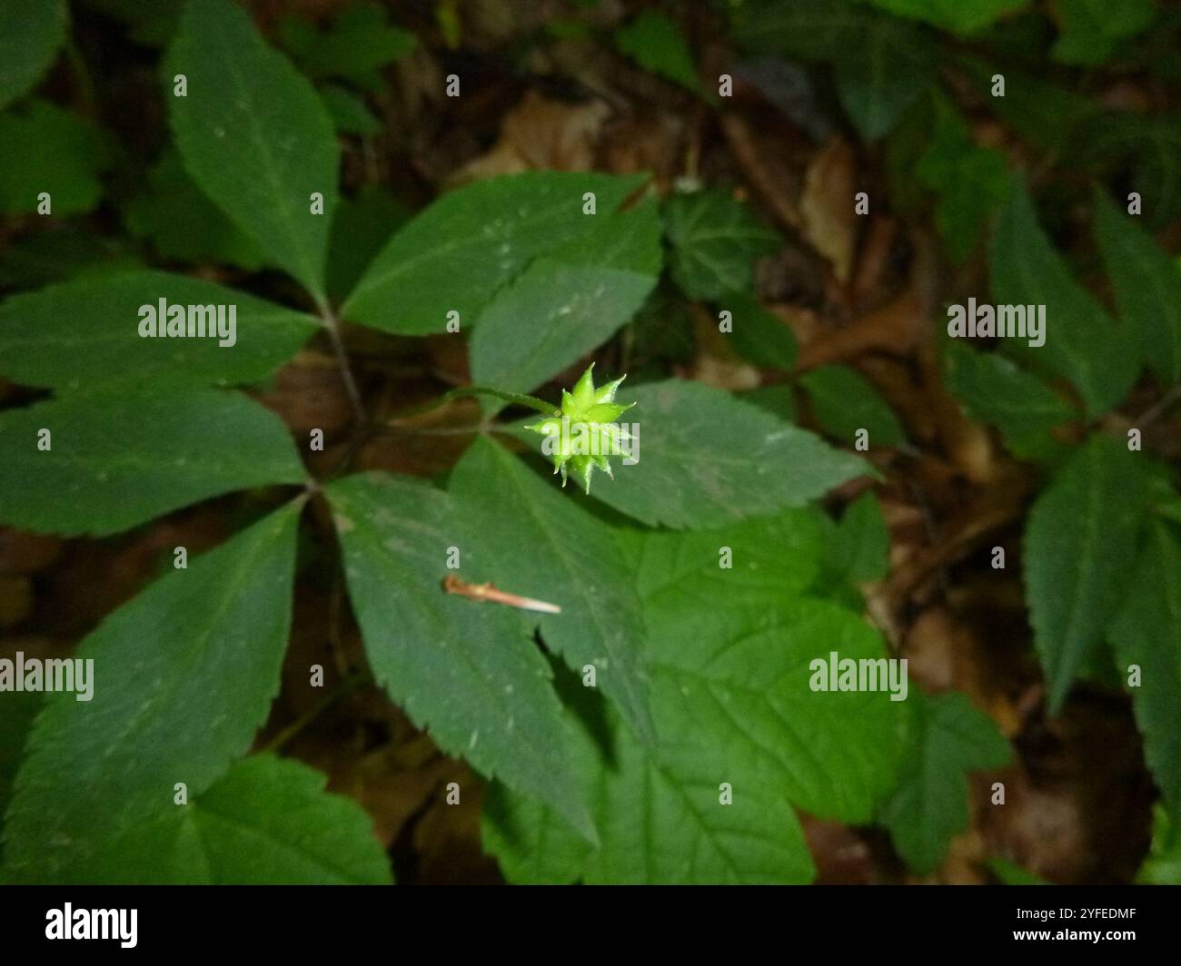 Three-leaved Anemone (Anemonoides trifolia Stock Photo - Alamy