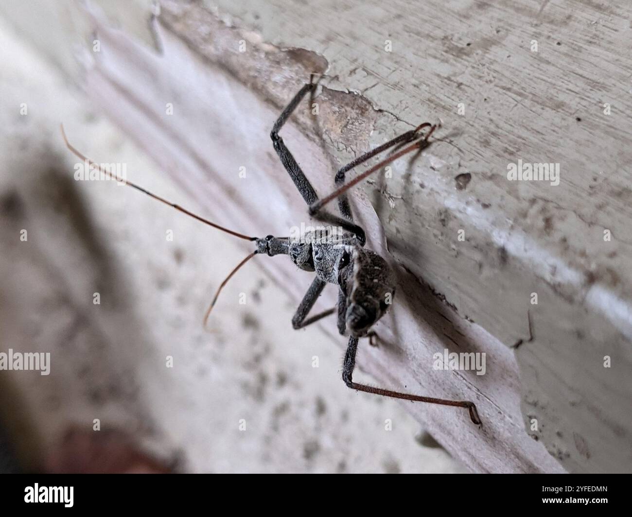 North American Wheel Bug (Arilus cristatus Stock Photo - Alamy