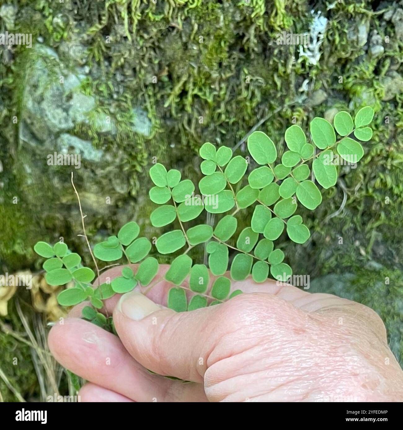 Coffee Fern (Pellaea andromedifolia Stock Photo - Alamy
