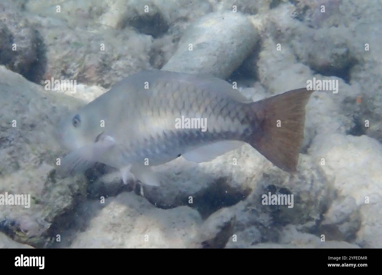 Queen parrotfish hi-res stock photography and images - Alamy