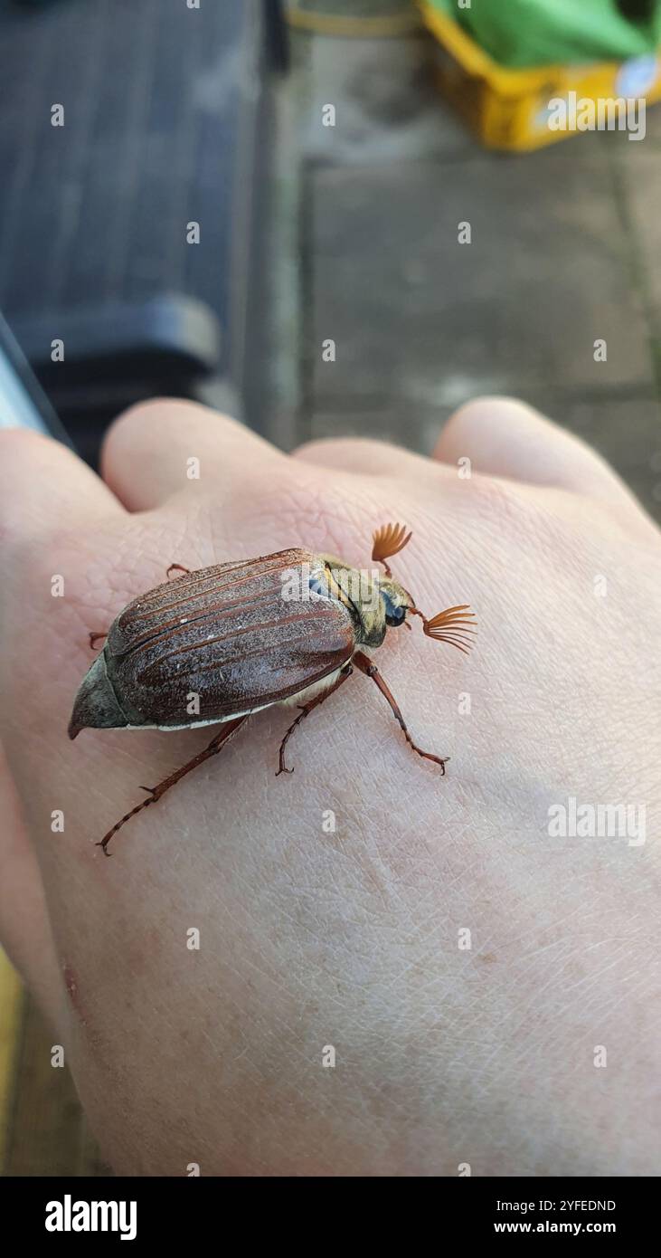 Common Cockchafer (Melolontha melolontha Stock Photo - Alamy