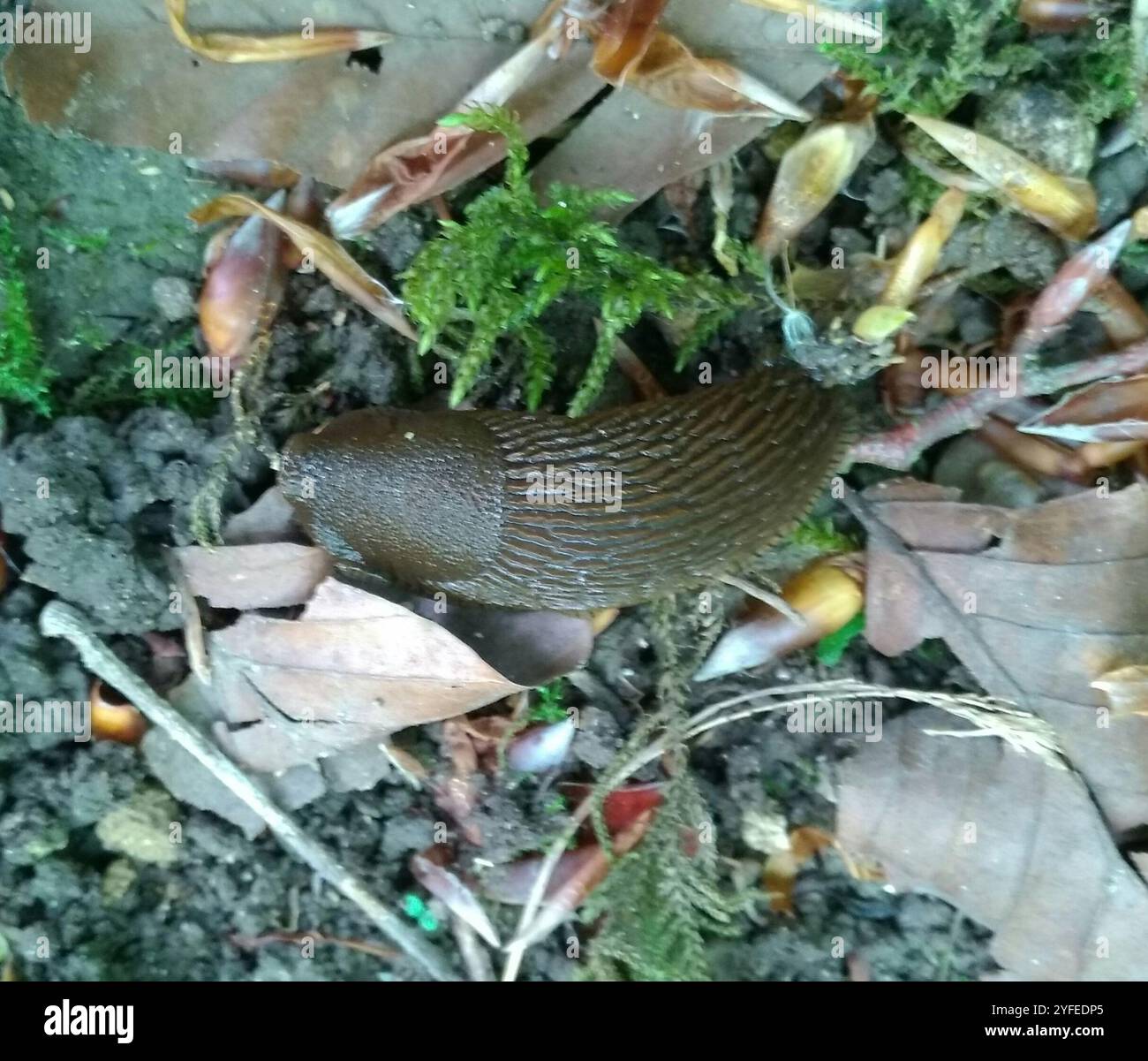 Arion Slugs (Arion Stock Photo - Alamy
