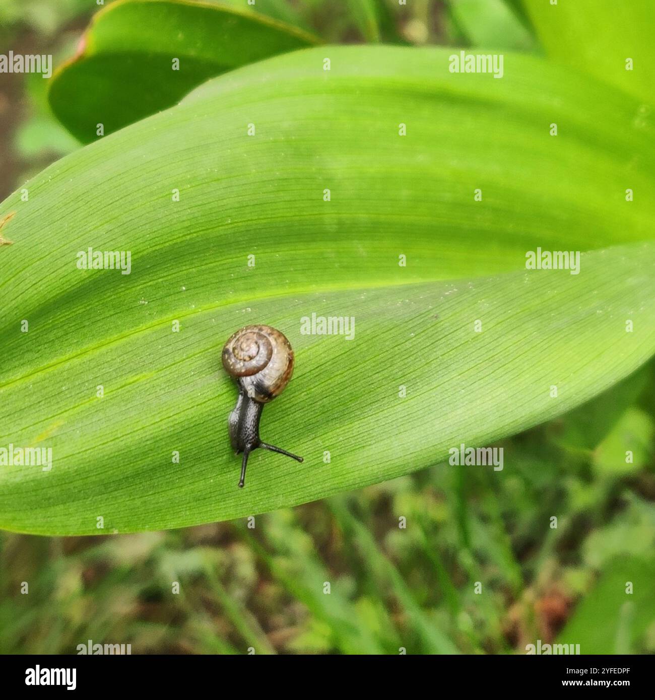 Copse Snail (Arianta arbustorum Stock Photo - Alamy