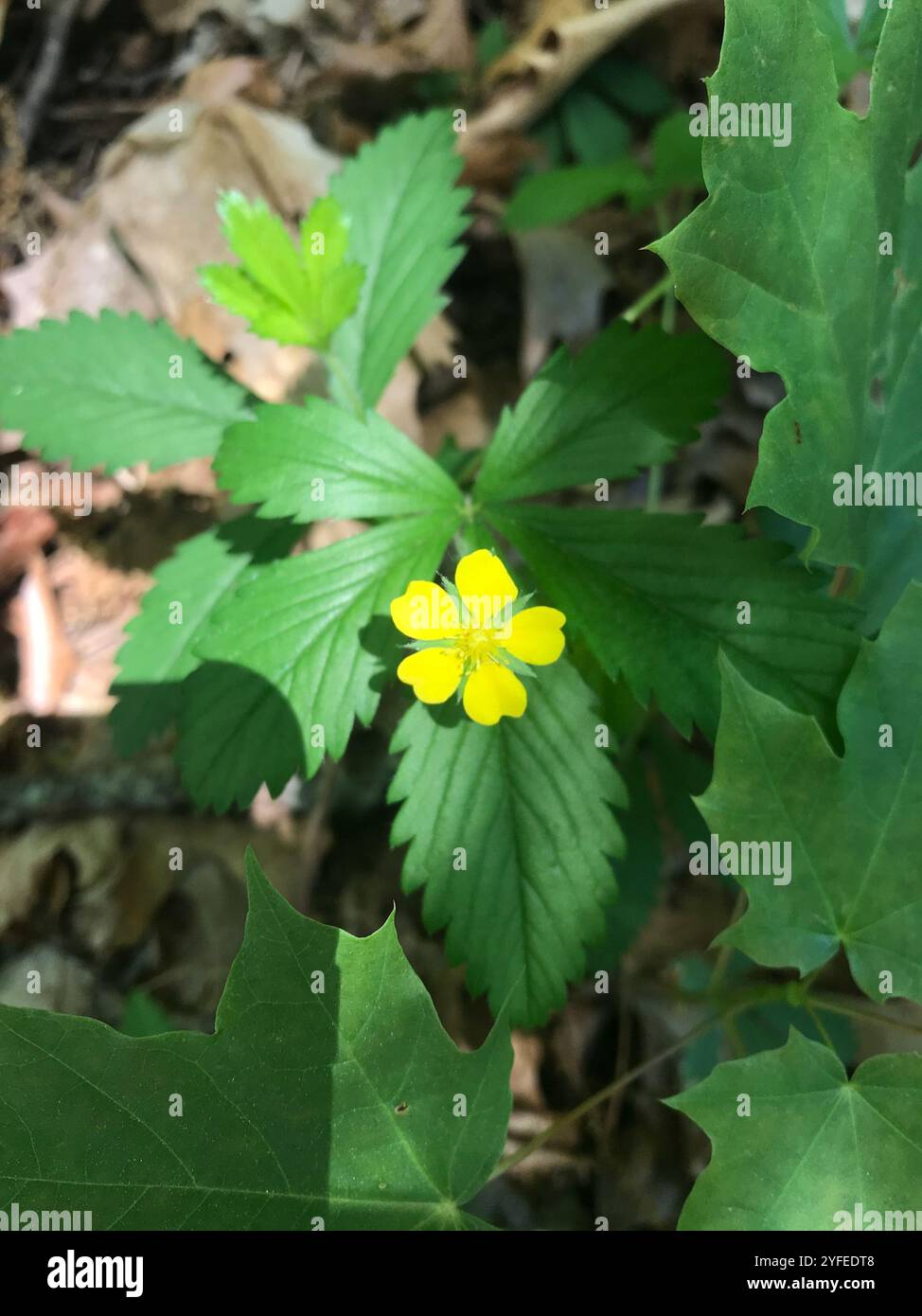 common cinquefoil (Potentilla simplex Stock Photo - Alamy