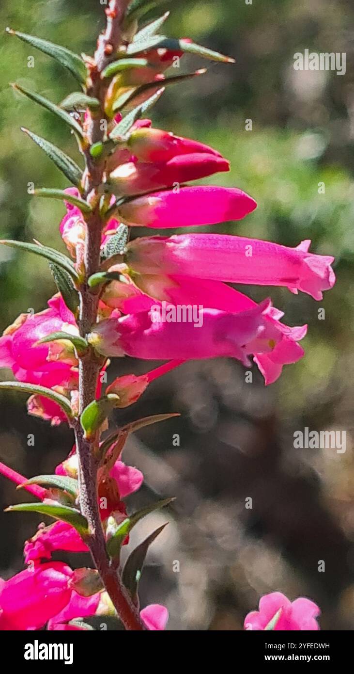 Common Heath (Epacris impressa Stock Photo - Alamy