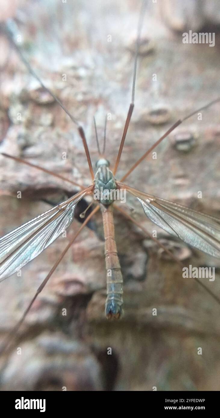 Common Crane Flies (Tipula Stock Photo - Alamy
