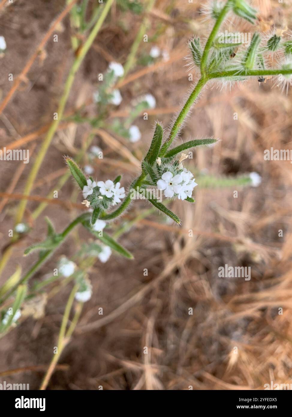 Clearwater cryptantha (Cryptantha intermedia Stock Photo - Alamy