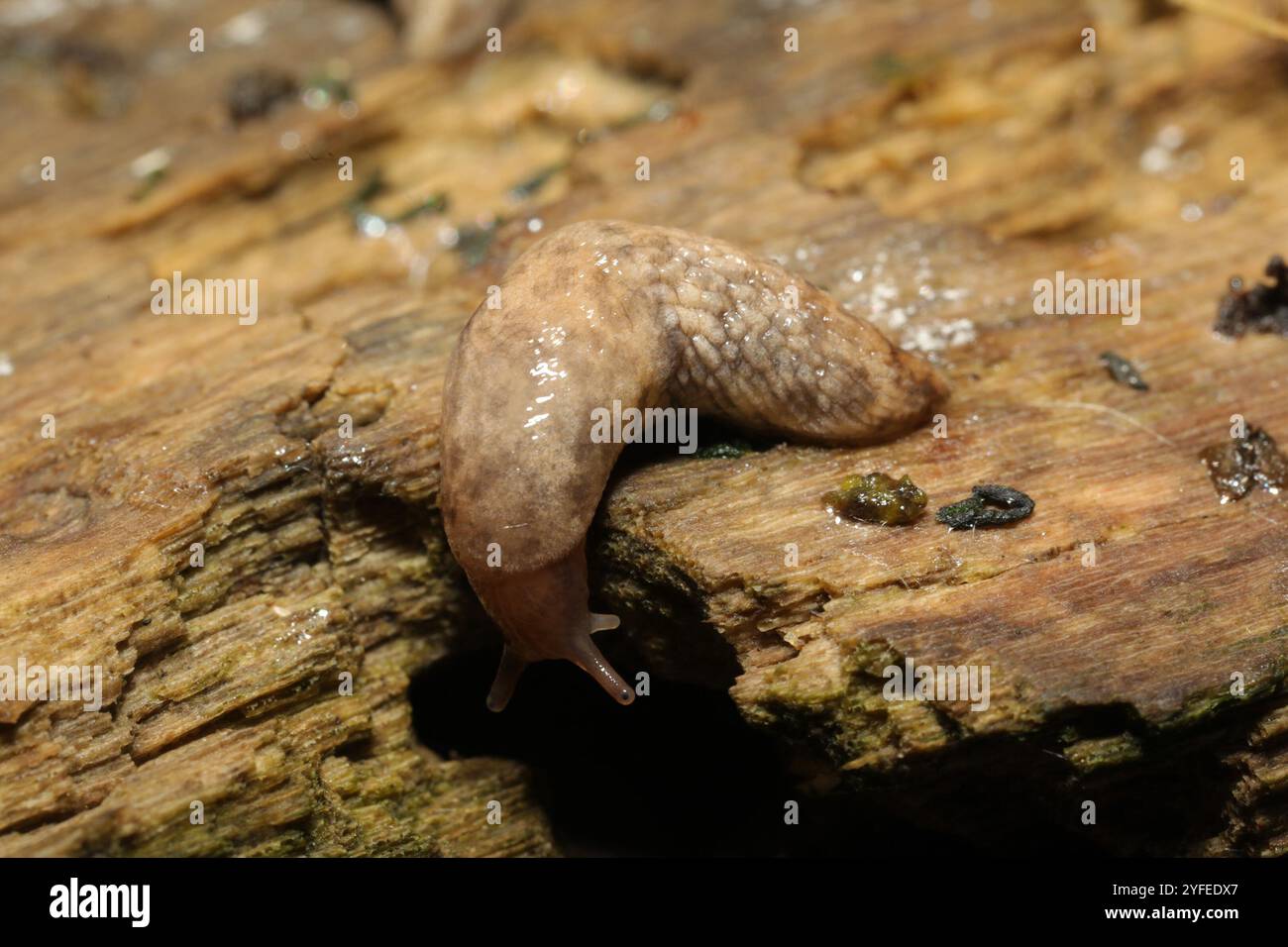 Milky Slug (Deroceras reticulatum Stock Photo - Alamy