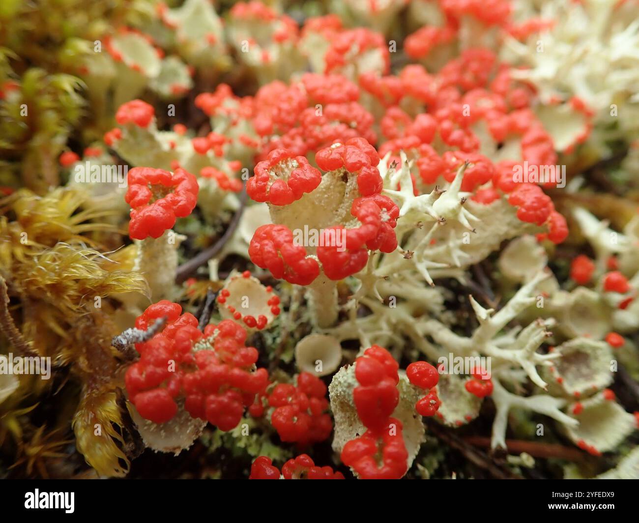 Red-fruited Pixie Cup (Cladonia pleurota Stock Photo - Alamy