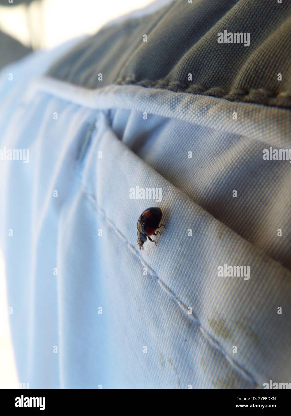 Two-spotted Lady Beetle (Adalia bipunctata Stock Photo - Alamy