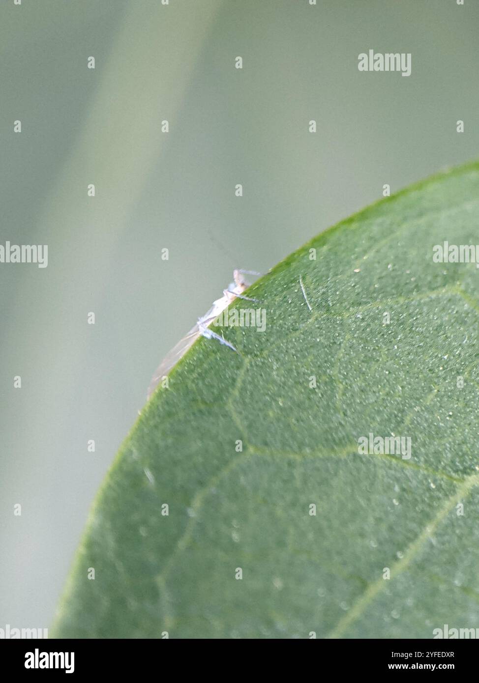 Phyllaphis fagi hi-res stock photography and images - Alamy