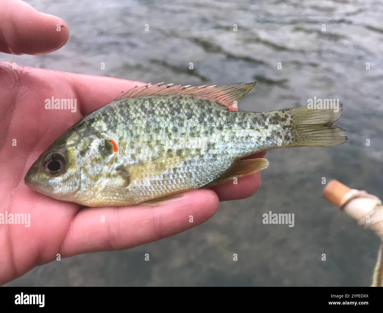 Redear Sunfish (Lepomis microlophus Stock Photo - Alamy