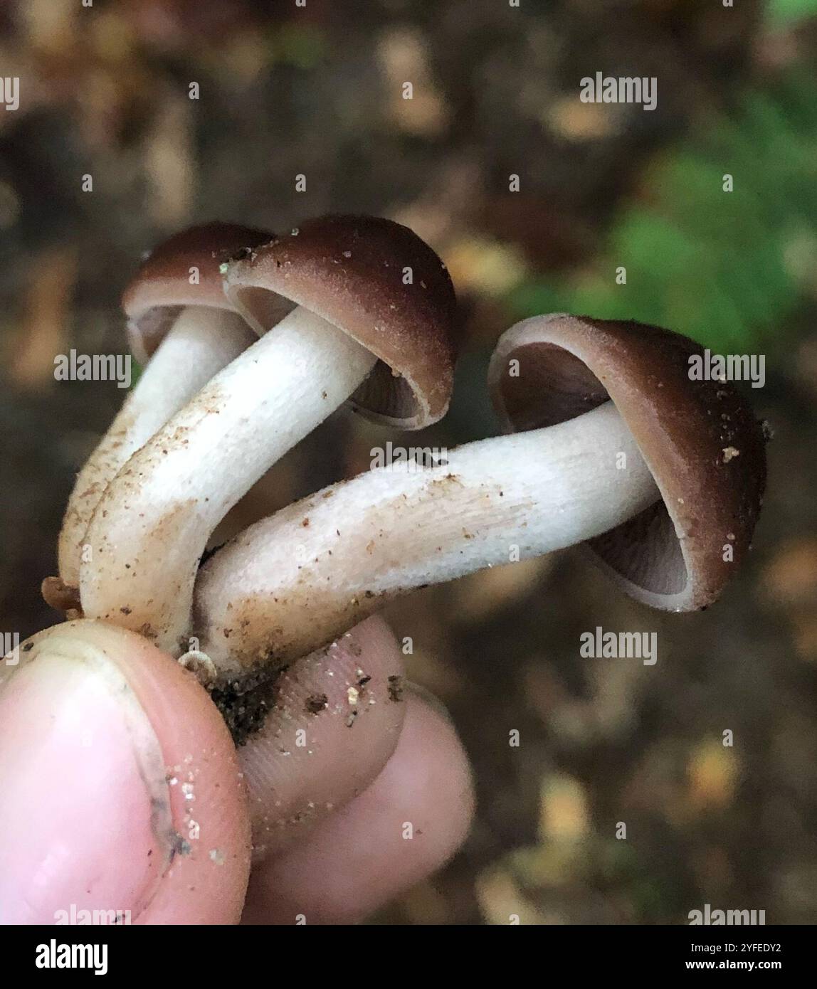 chestnut brittlestem (Homophron spadiceum Stock Photo - Alamy
