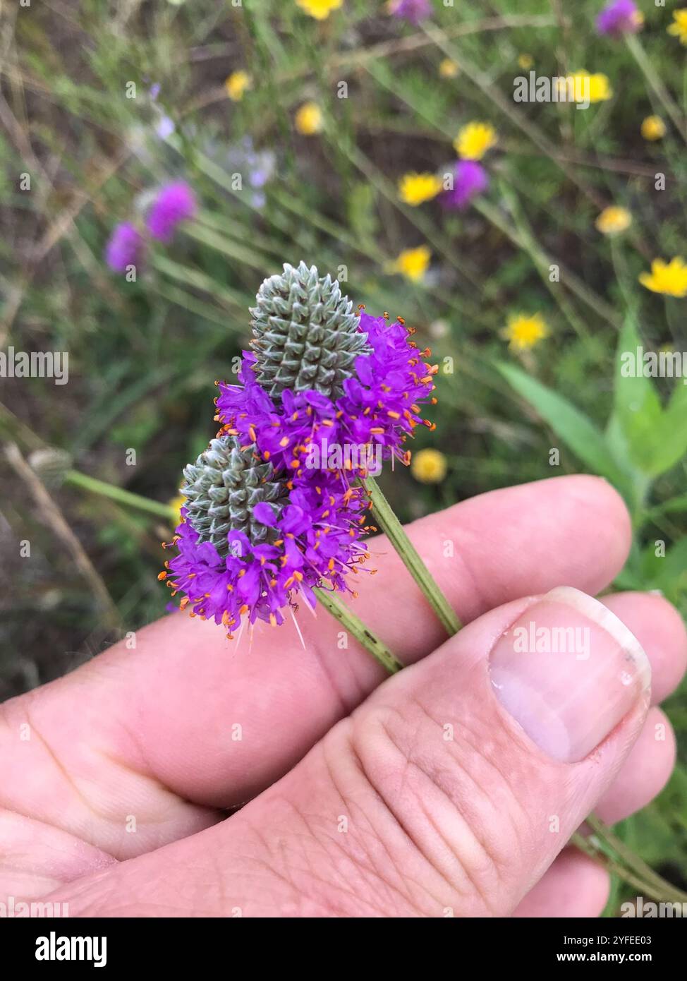 Compact clover hi-res stock photography and images - Alamy