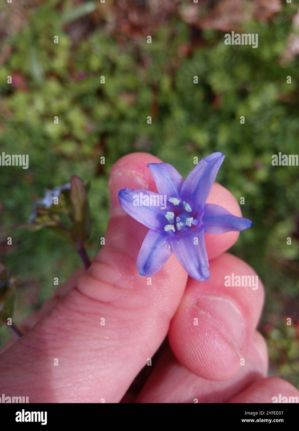 Hybrid bluebell (Hyacinthoides × massartiana Stock Photo - Alamy