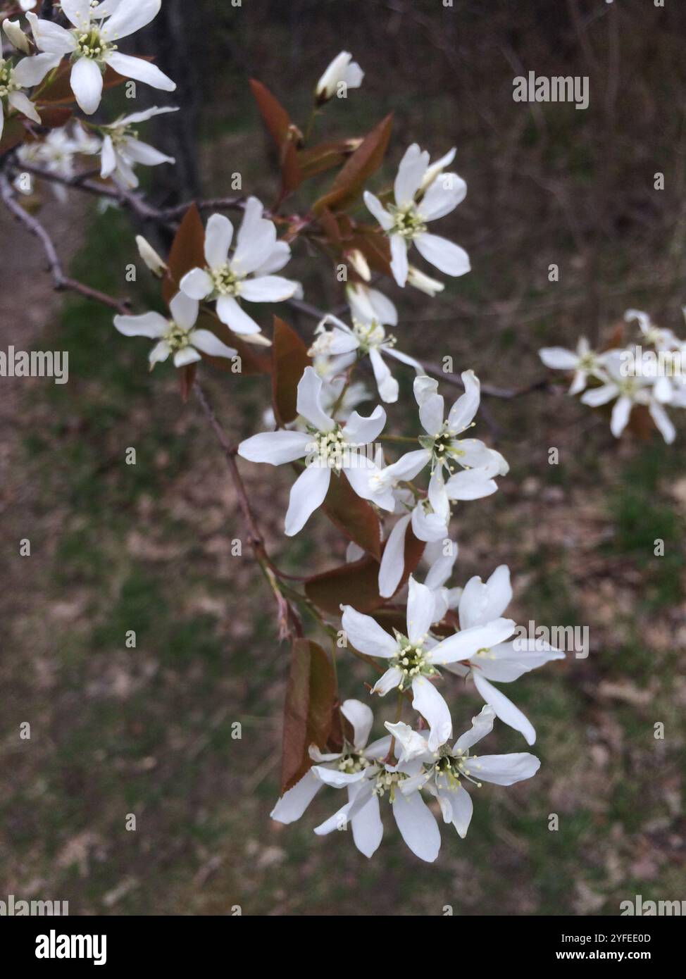 smooth shadbush (Amelanchier laevis Stock Photo - Alamy