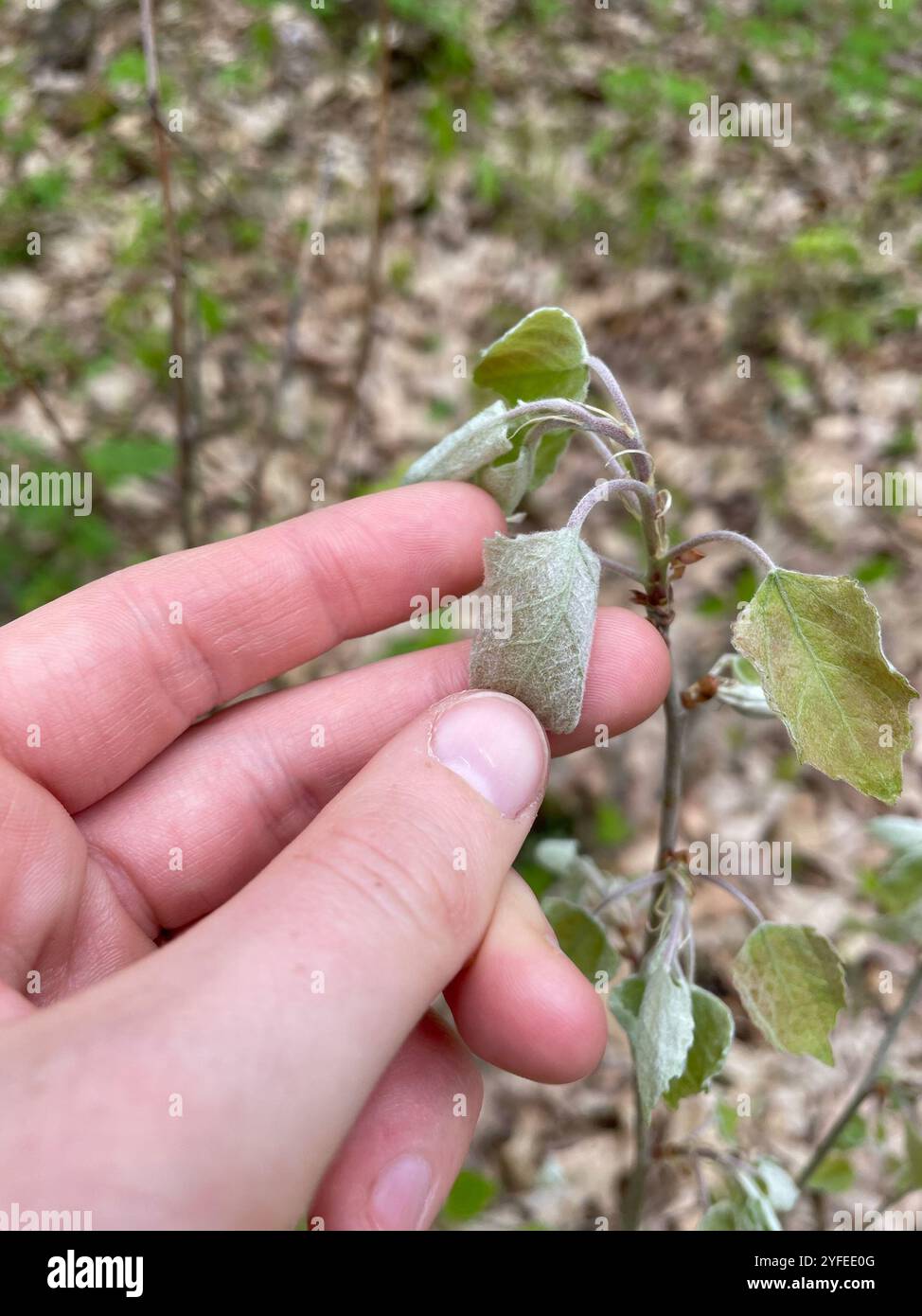 white poplar (Populus alba Stock Photo - Alamy