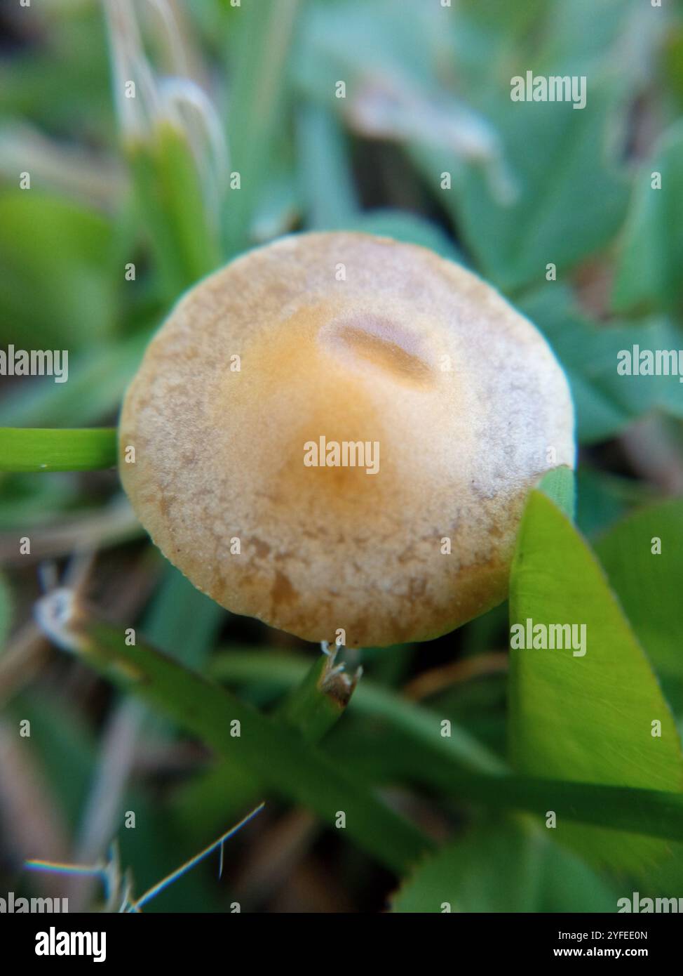 Mower's Mushroom (Panaeolus foenisecii Stock Photo - Alamy