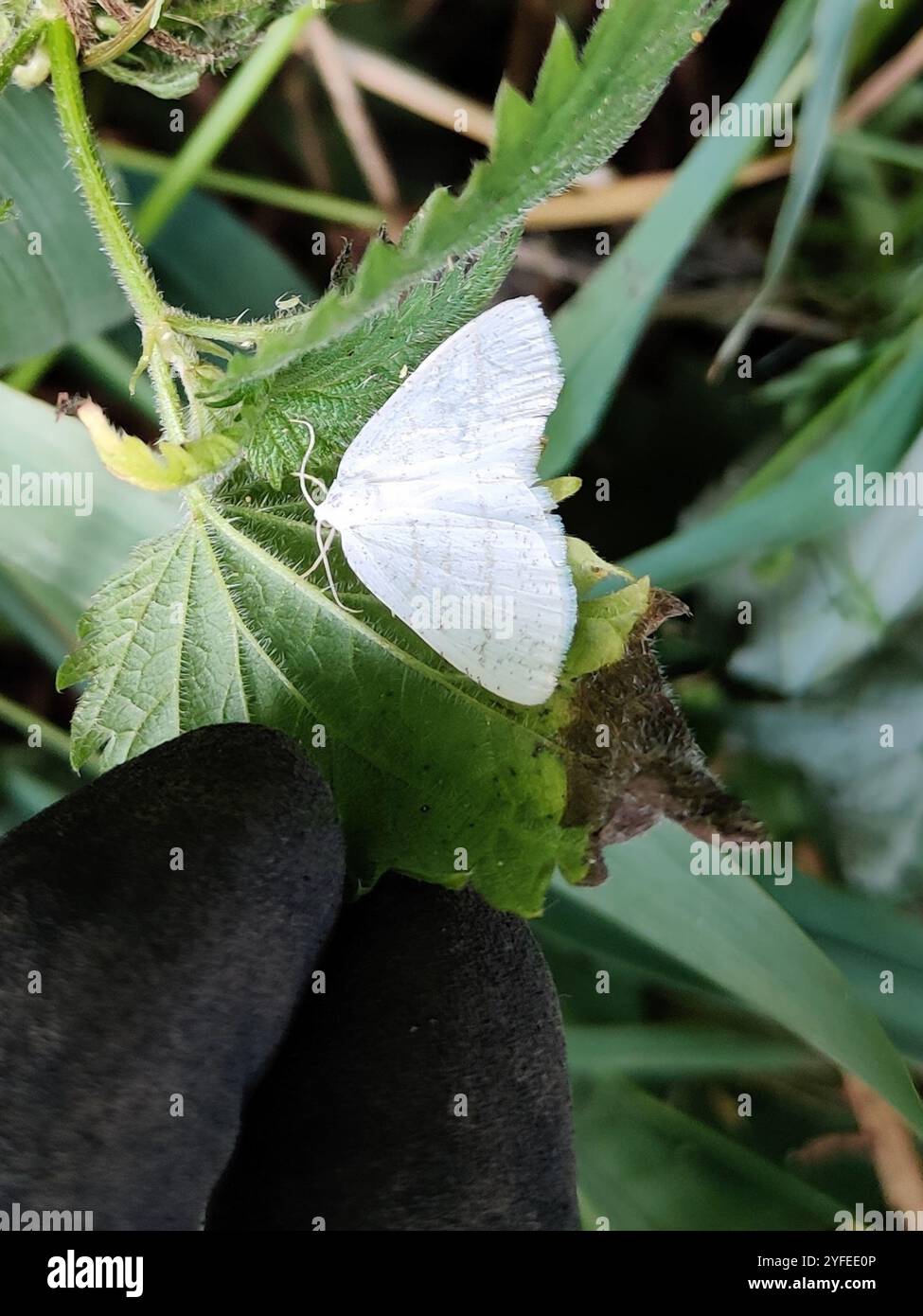 Common White Wave (Cabera pusaria Stock Photo - Alamy