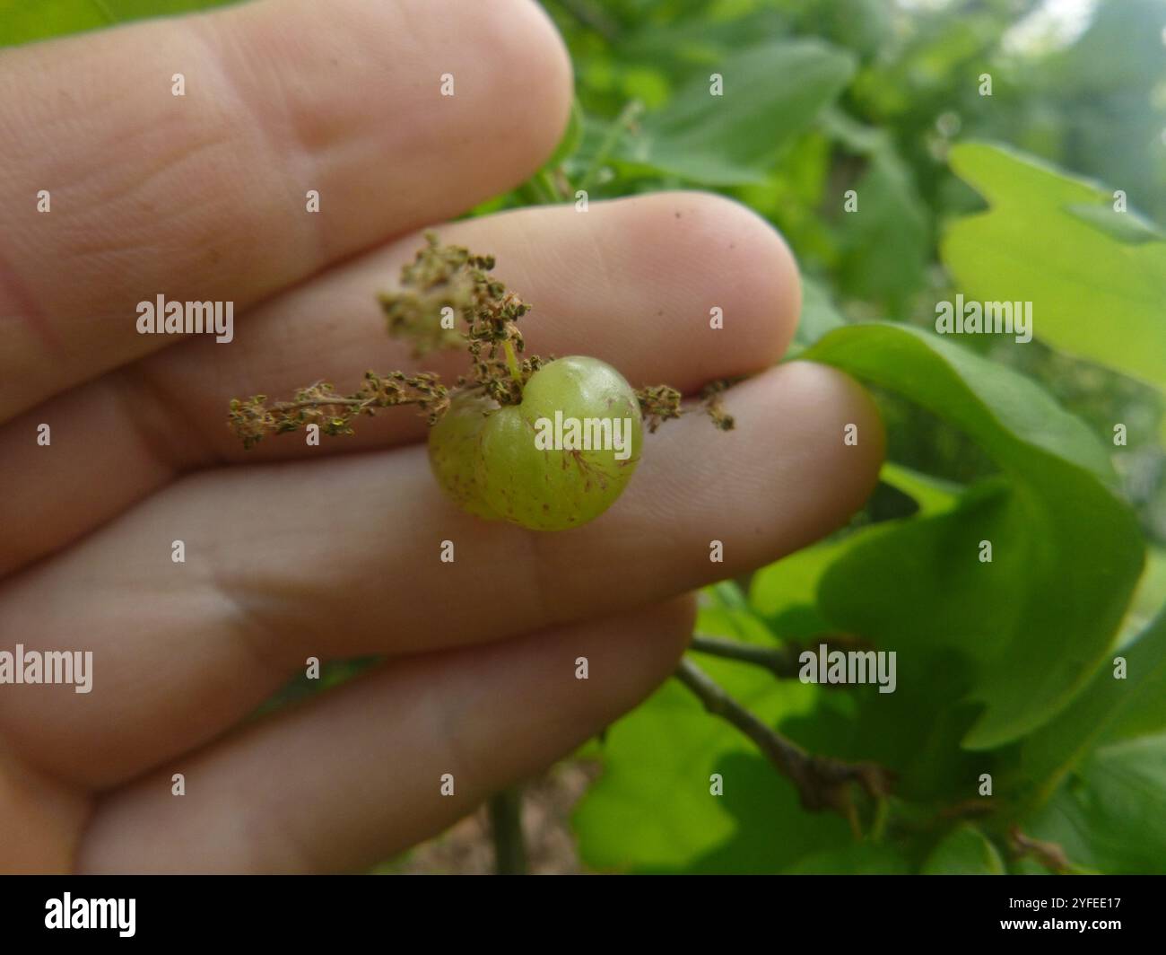 Common Spangle Gall Wasp (Neuroterus quercusbaccarum Stock Photo - Alamy