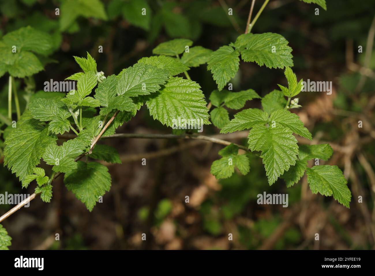 red raspberry (Rubus idaeus Stock Photo - Alamy