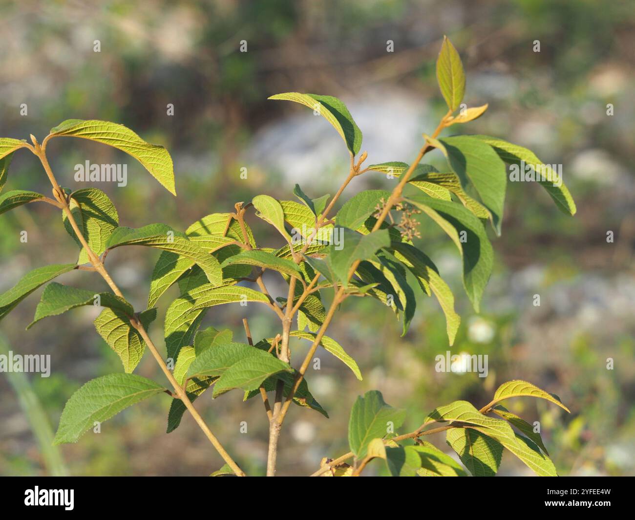 Formosan Beautyberry (Callicarpa formosana Stock Photo - Alamy